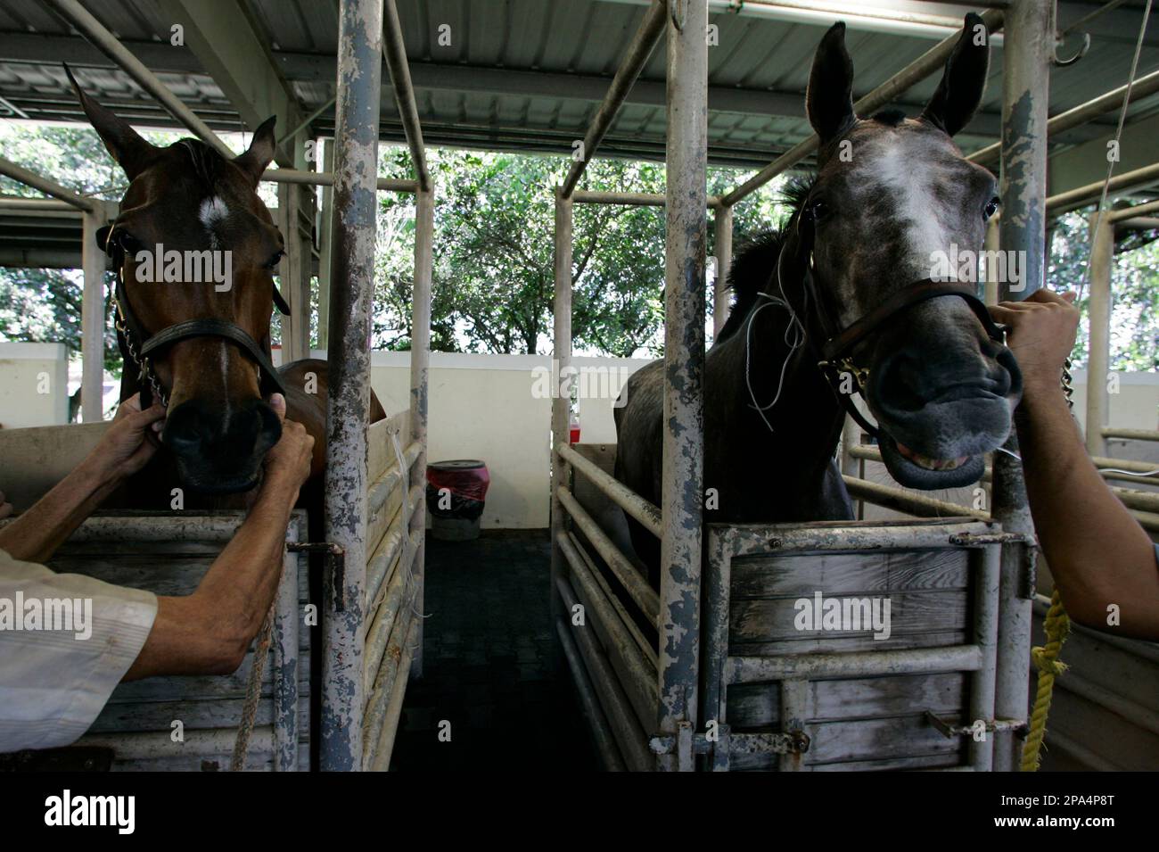 lethal injection horse