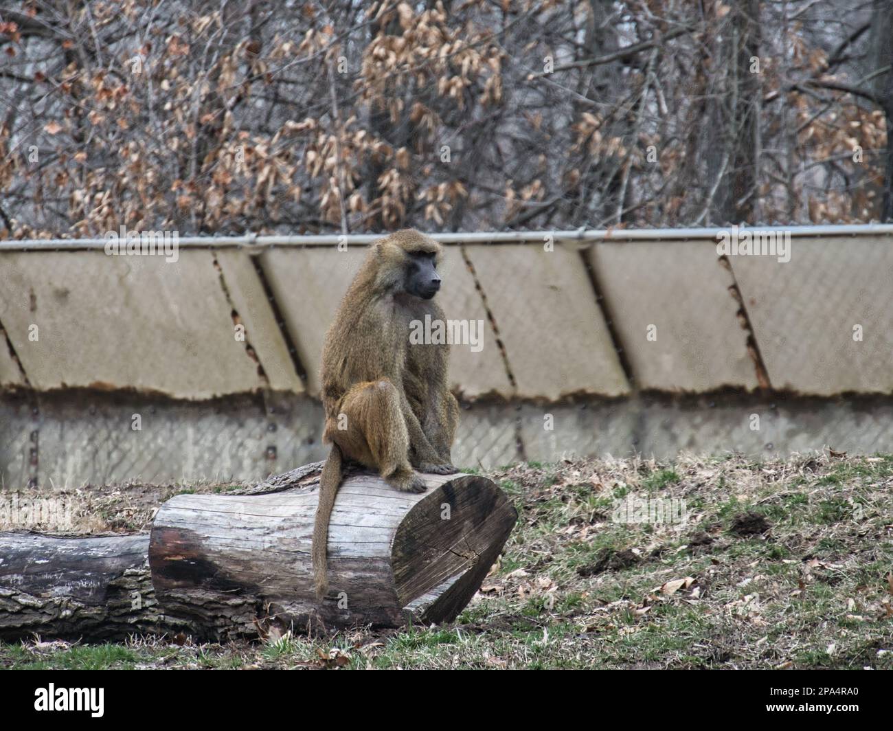Guinea Baboon sitting on a log at the KC Zoo on a cool Winter day Stock ...