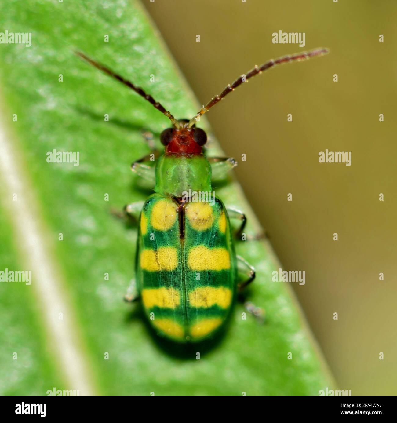 Banded cucumber beetle hi-res stock photography and images - Alamy