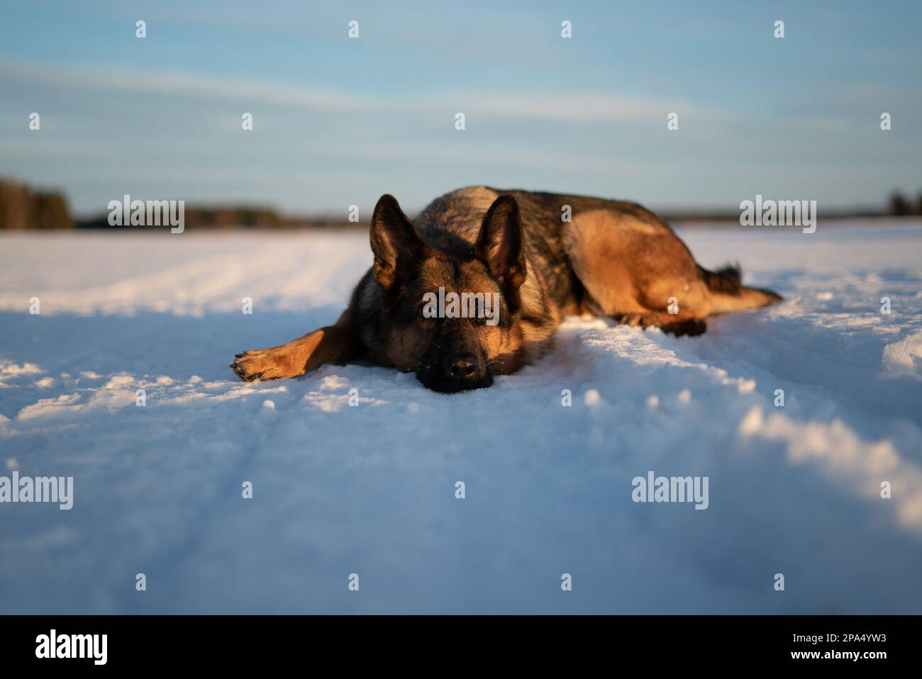 German shepherd in the snow hi-res stock photography and images - Alamy