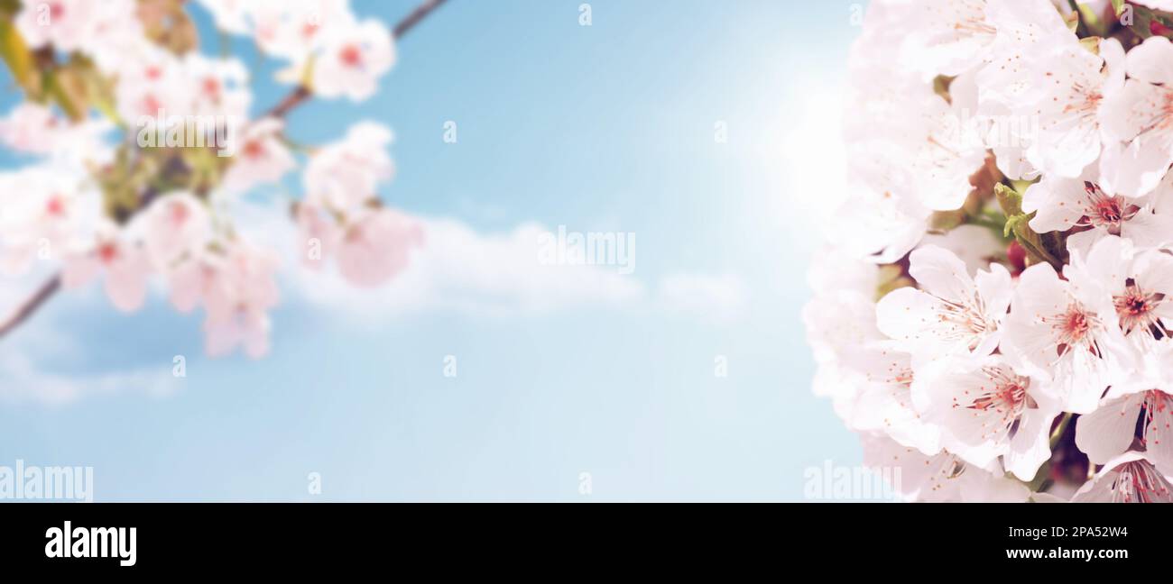 Spring banner background with copy space Stock Photo - Alamy