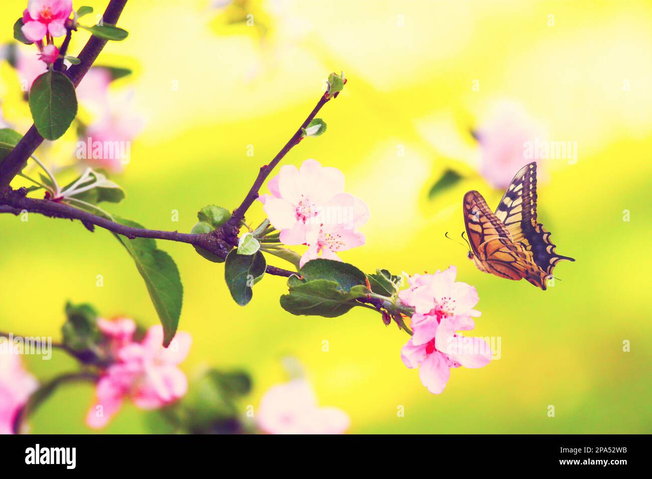 Spring banner background with butterfly and copy space Stock Photo - Alamy
