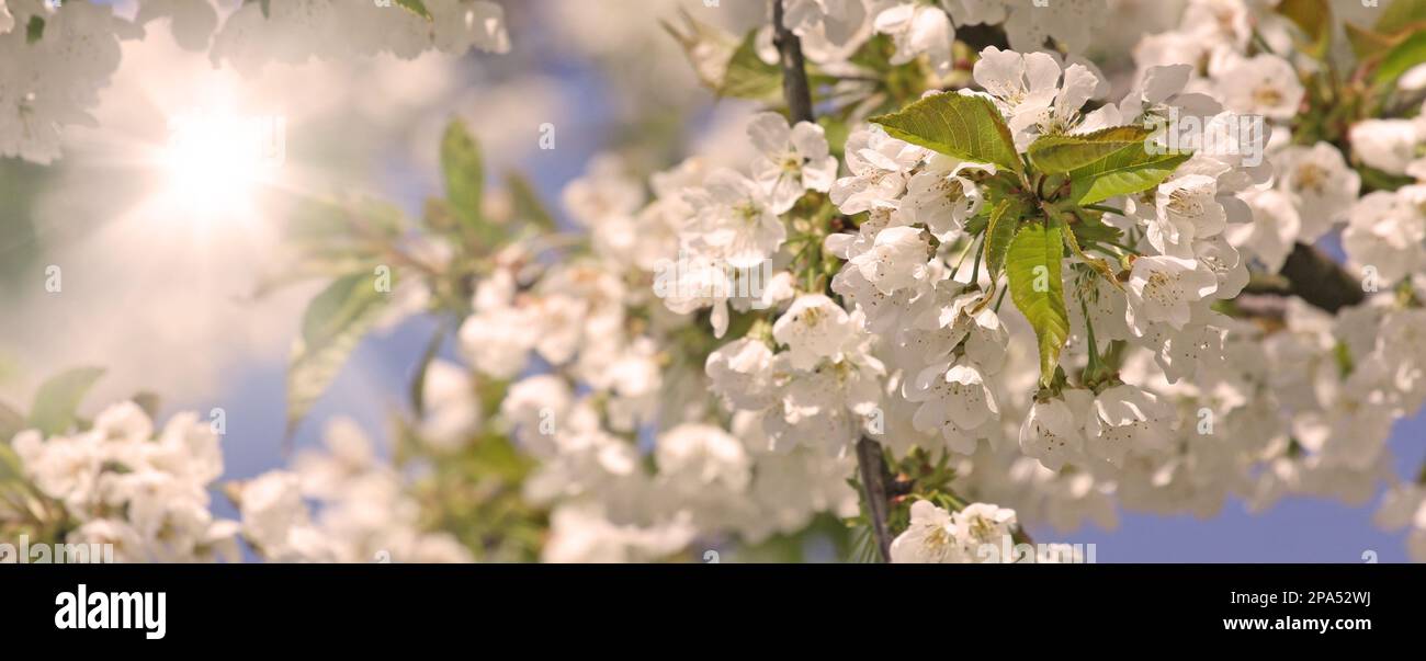 Beautiful nature scene with blooming flowers tree Stock Photo - Alamy