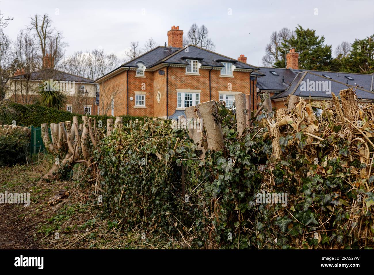Harshly cut back trees and hedges Stock Photo - Alamy