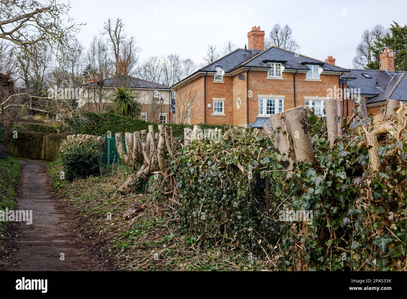 Harshly cut back trees and hedges Stock Photo - Alamy