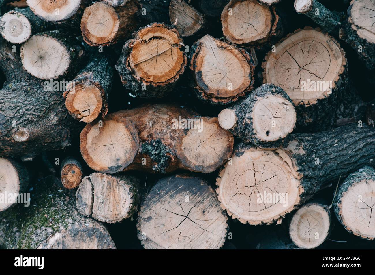 Wooden natural cut logs textured background, top view, flat lay nice ...