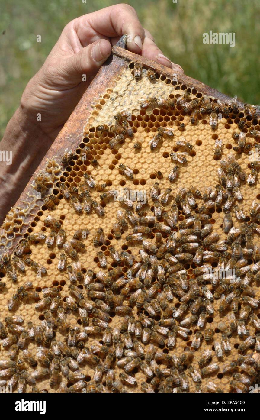 ** ARCHIV ** Imker David Hackenberg haelt am 12. Juni 2007 einen Rahmen ...