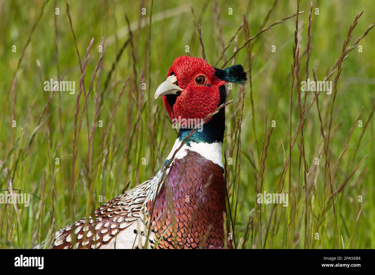 side on head photo of a pheasant Stock Photo - Alamy