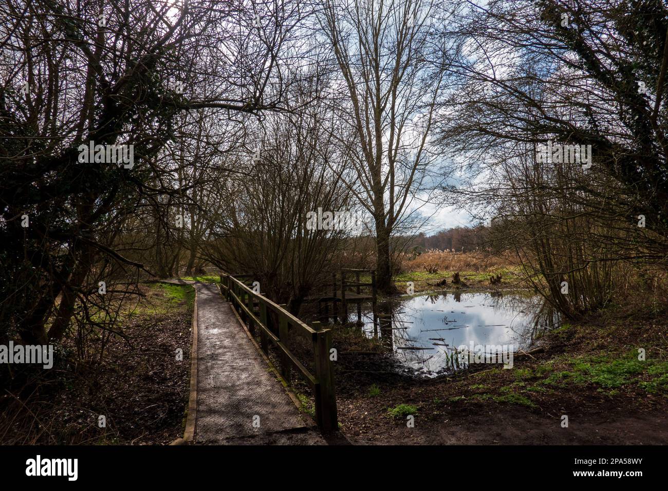 Board walk River Yare UEA Stock Photo - Alamy