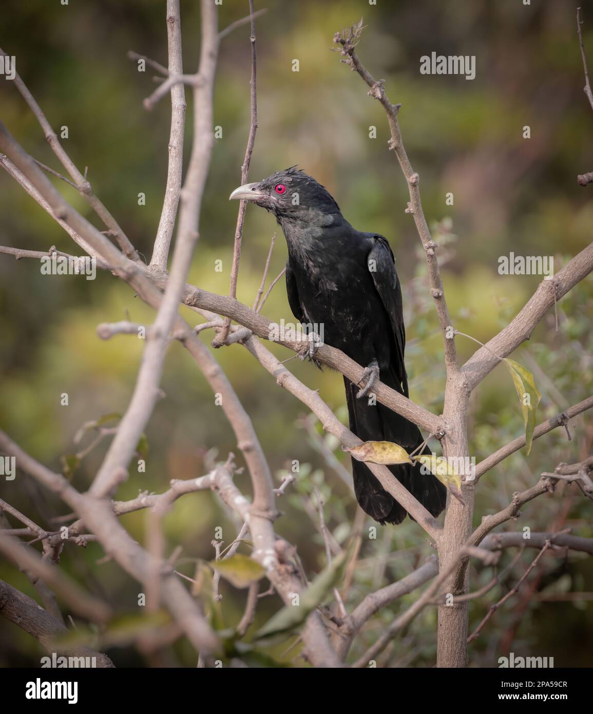 Cuckoo birds of bangladesh hi-res stock photography and images - Alamy