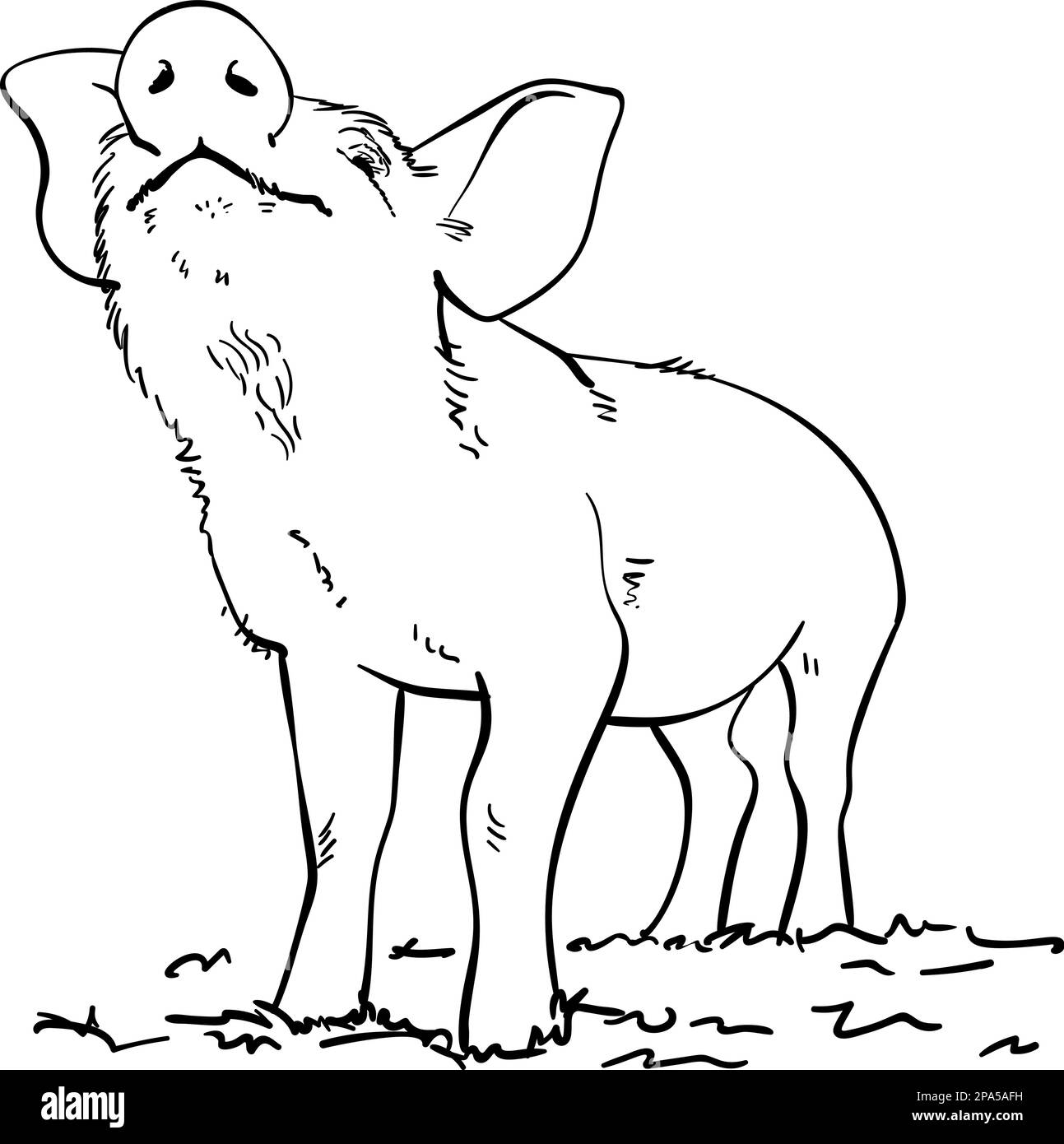 Sketch of sniffing pig, Hand drawn vector illustration Stock Vector ...