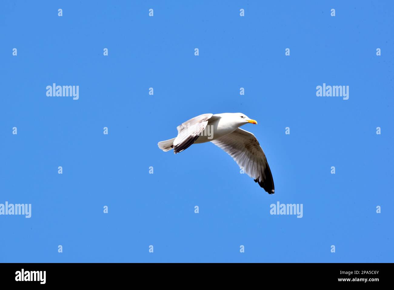 Herring gull in flight Stock Photo - Alamy
