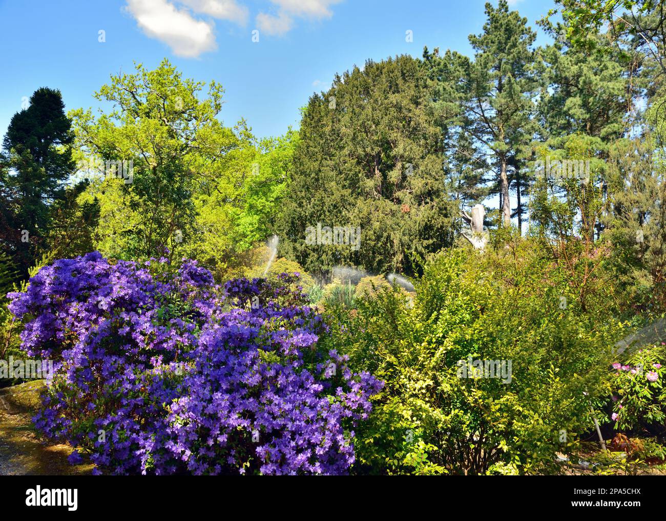 Sprinklers water the plants behind a blue azalea at Exbury Gardens ...