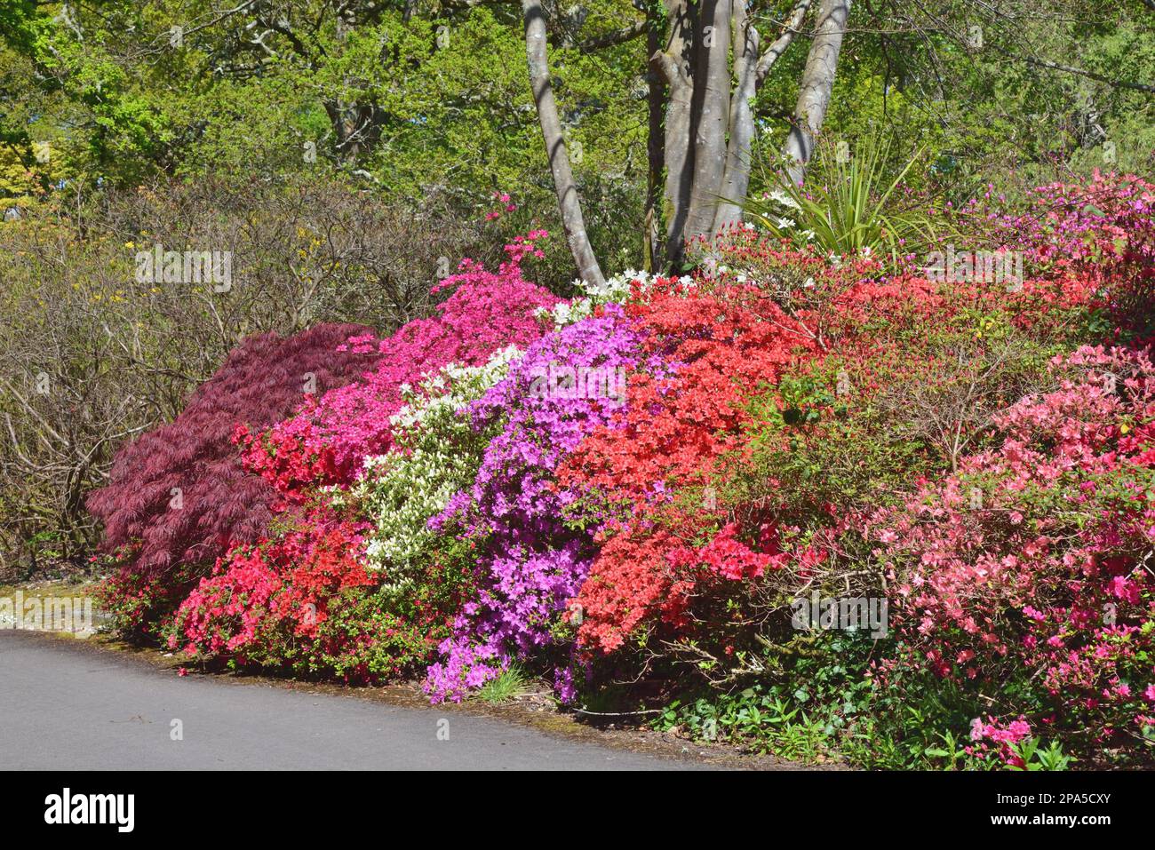 Colourful azaleas at Exbury Gardens, Hampshire Stock Photo - Alamy
