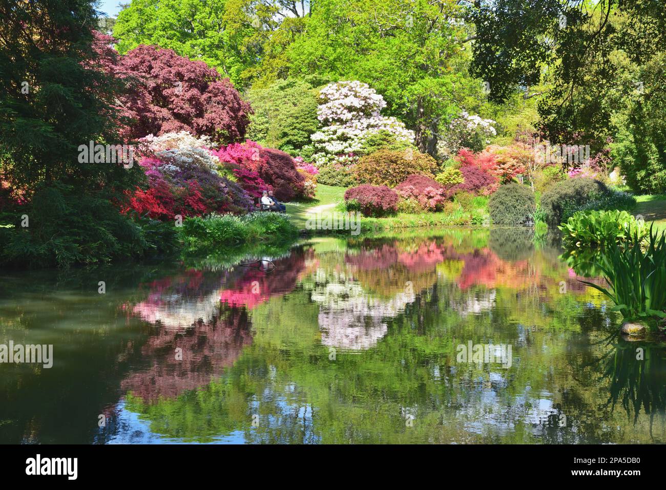 Colourful azaleas reflected in a pond at Exbury Gardens, Hampshire ...