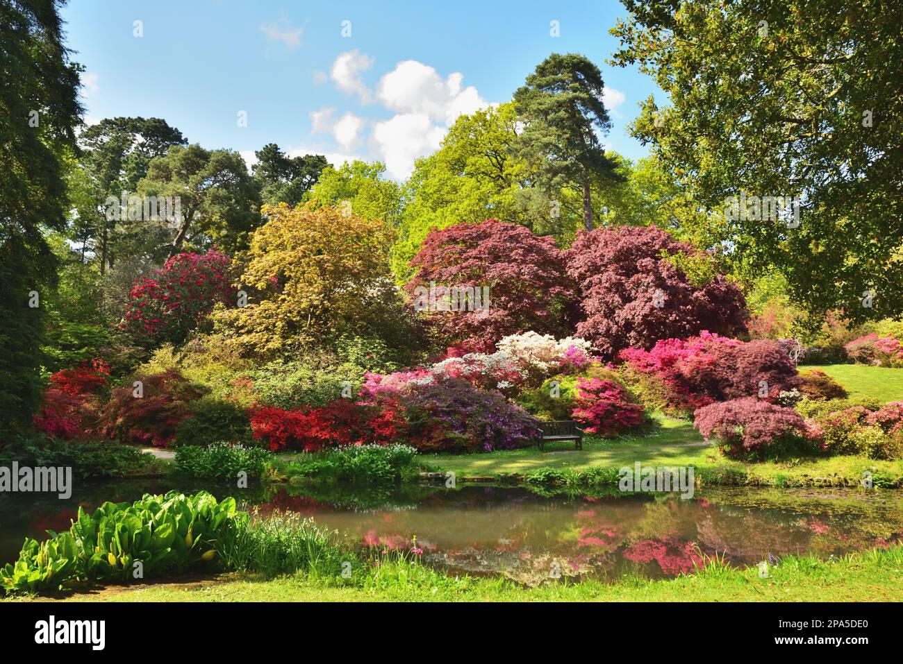 Azaleas blue forest hi-res stock photography and images - Alamy