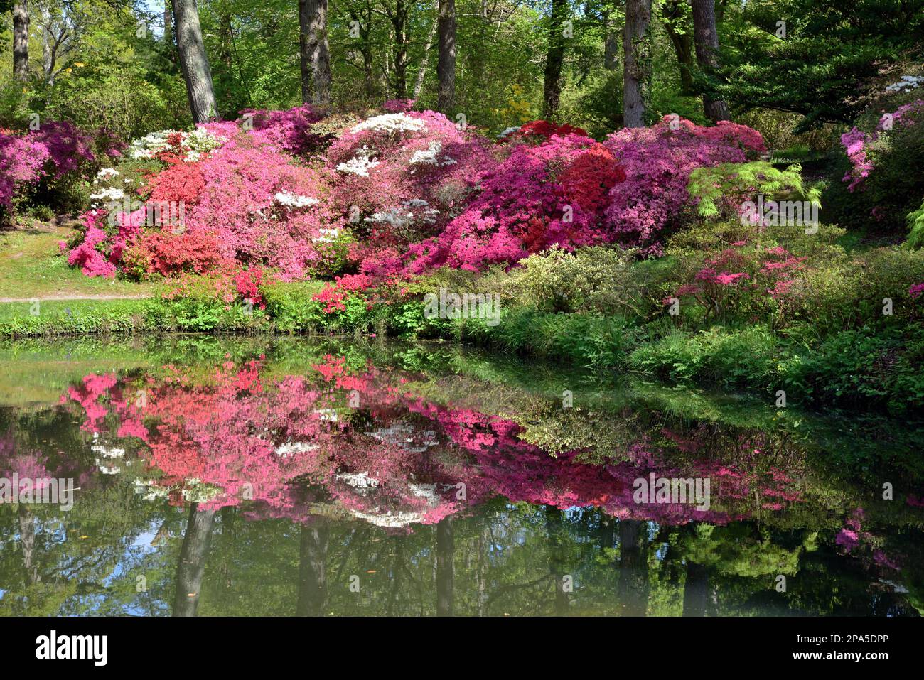 Reflections of azaleas in pond at exbury gardens hi-res stock ...