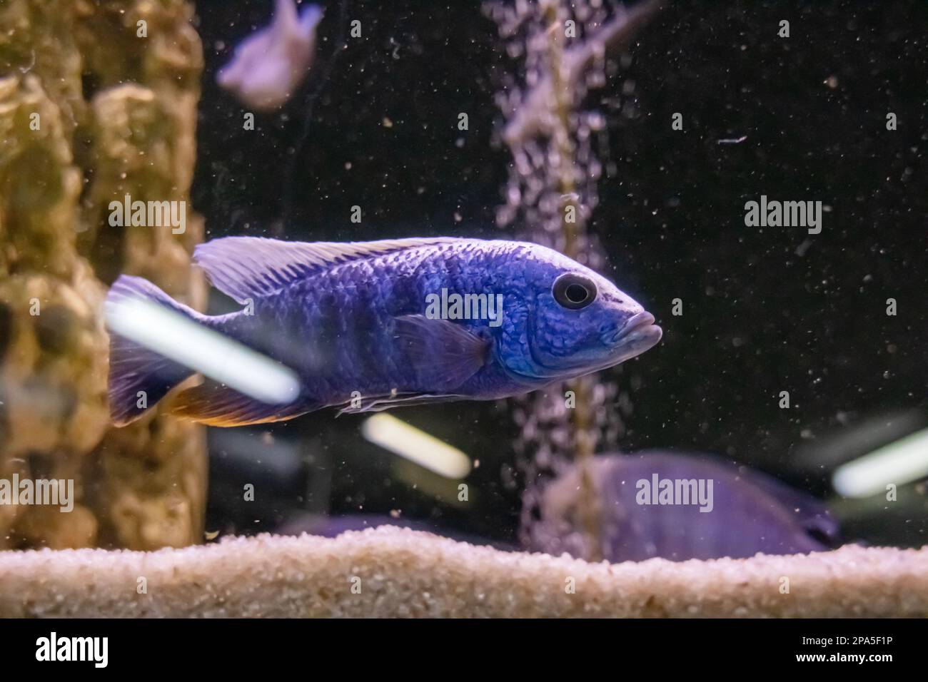 Blue fish in the dark water of the aquarium close up Stock Photo - Alamy