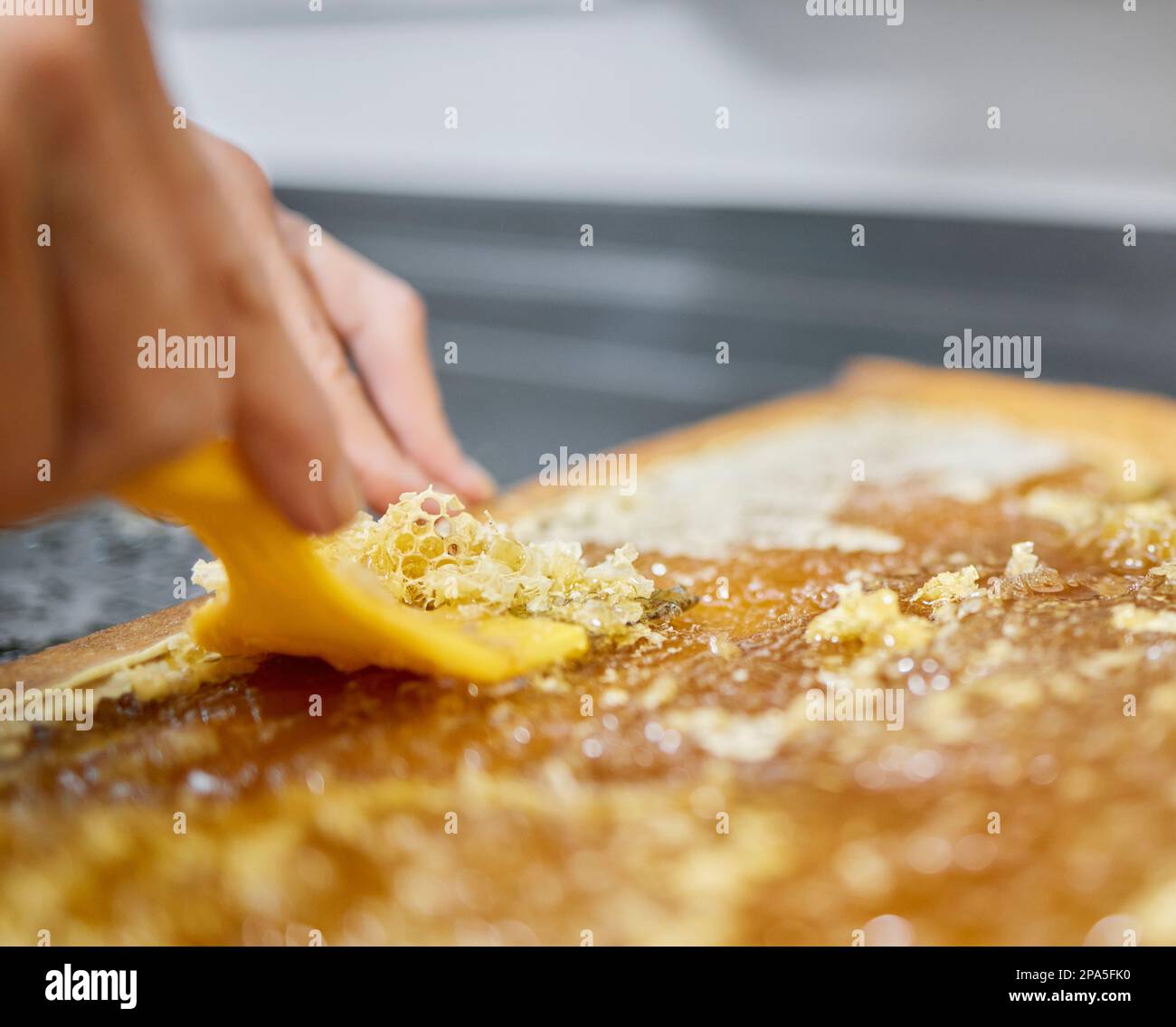 Extraction, beekeeping and hands of a worker with honeycomb ...