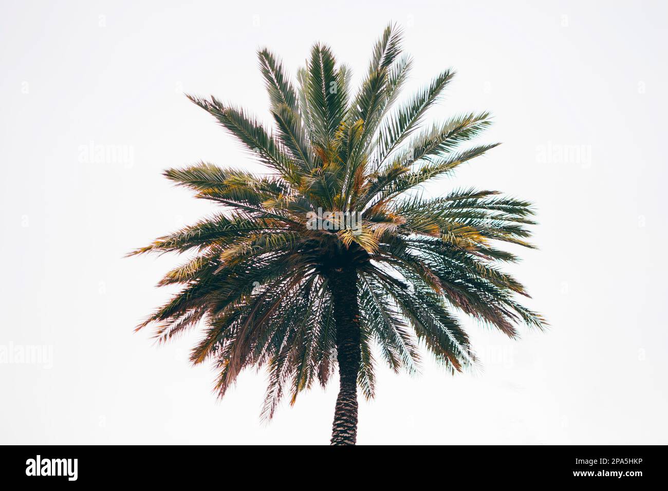 Crown of a palm tree of coconut isolated on background nice Stock Photo ...