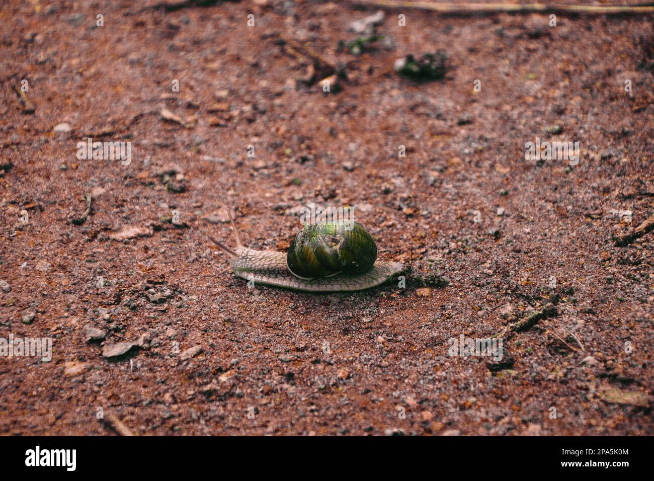 Macro view of common Brown Garden Snail (Cornu aspersum) which is a ...