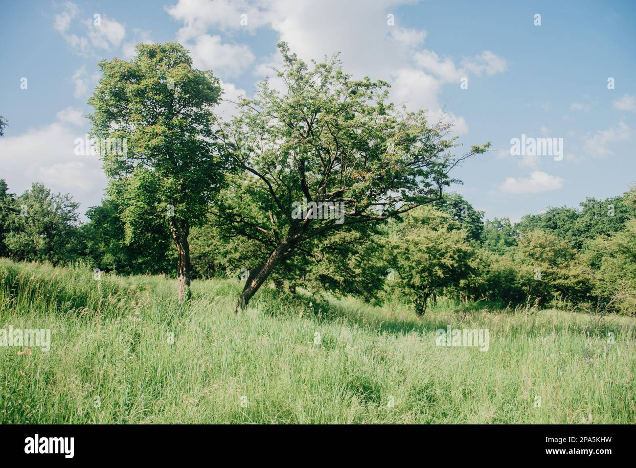 landscape of grass field and green environment public park use as ...