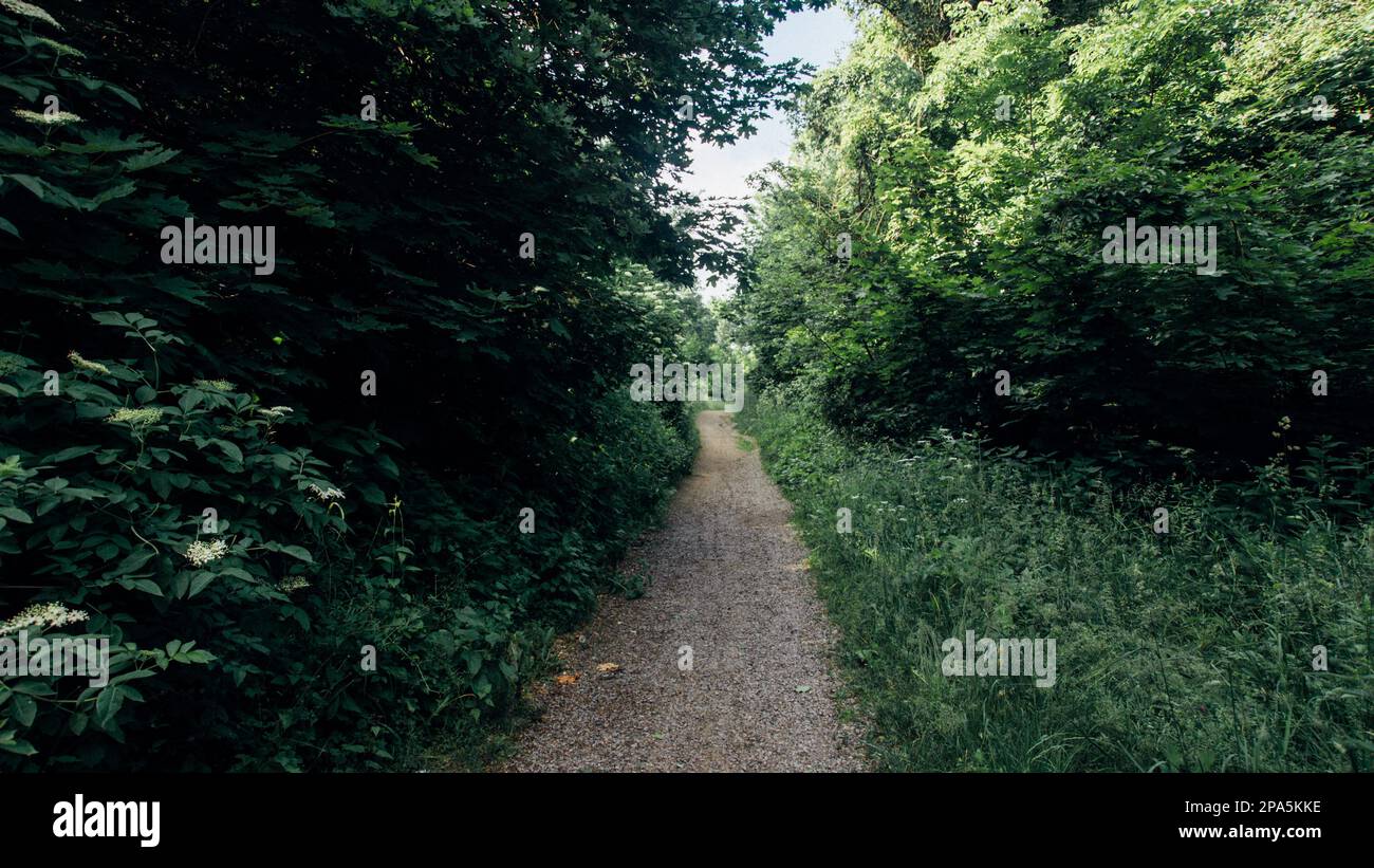 landscape of grass field and green environment public park use as ...