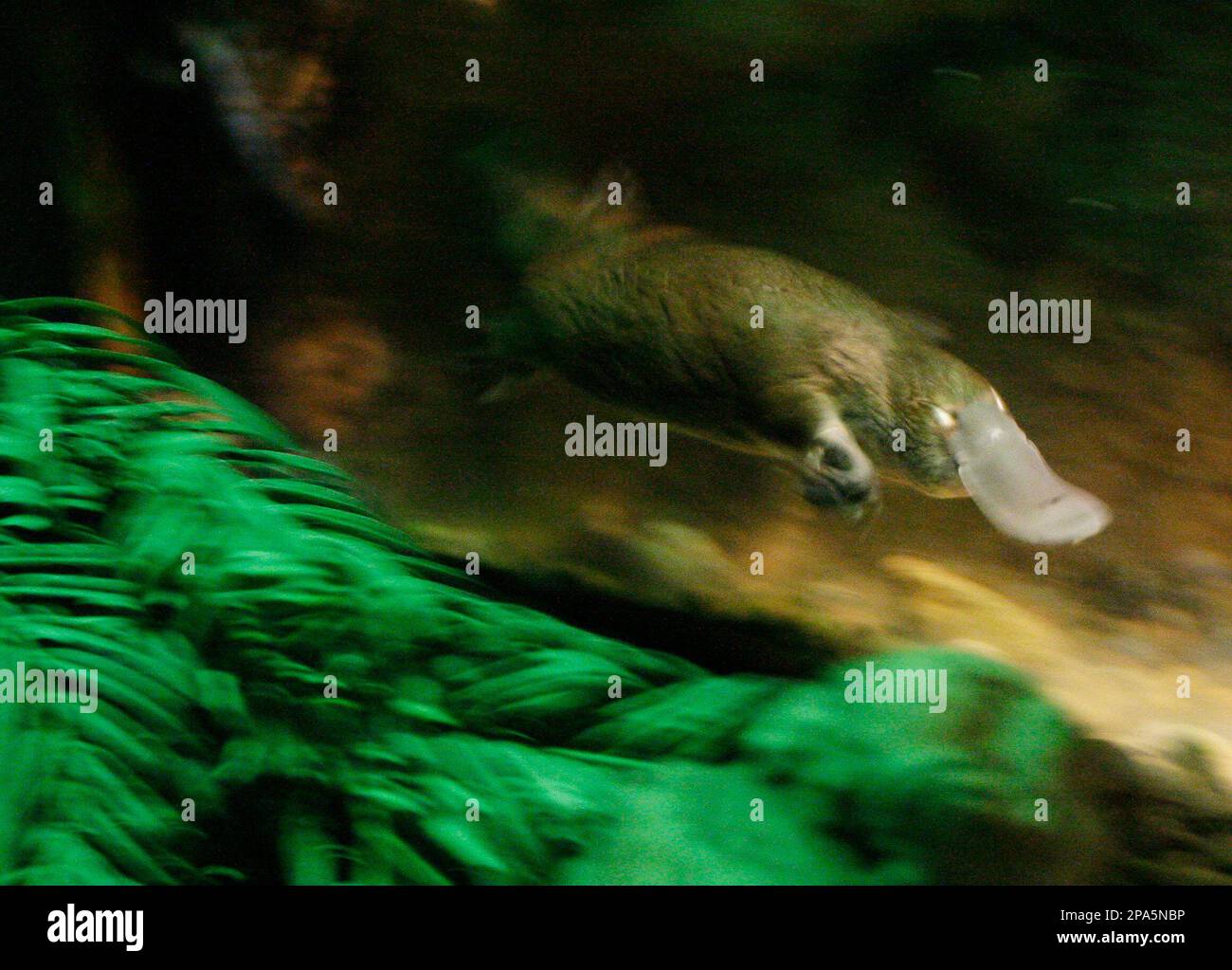 Platypus Food