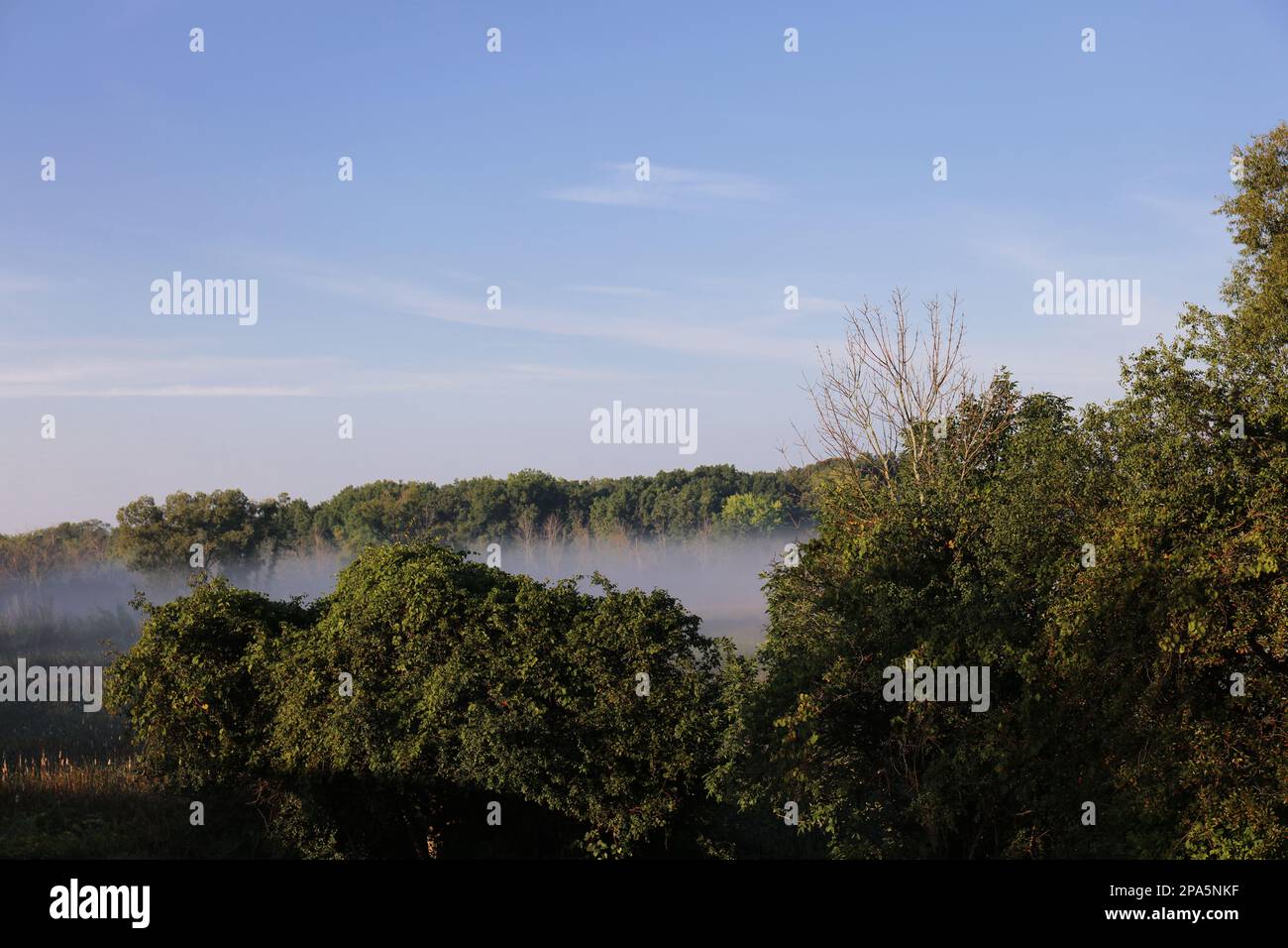 A layer of fog hovering over wetlands surrounded by a ring of trees in ...