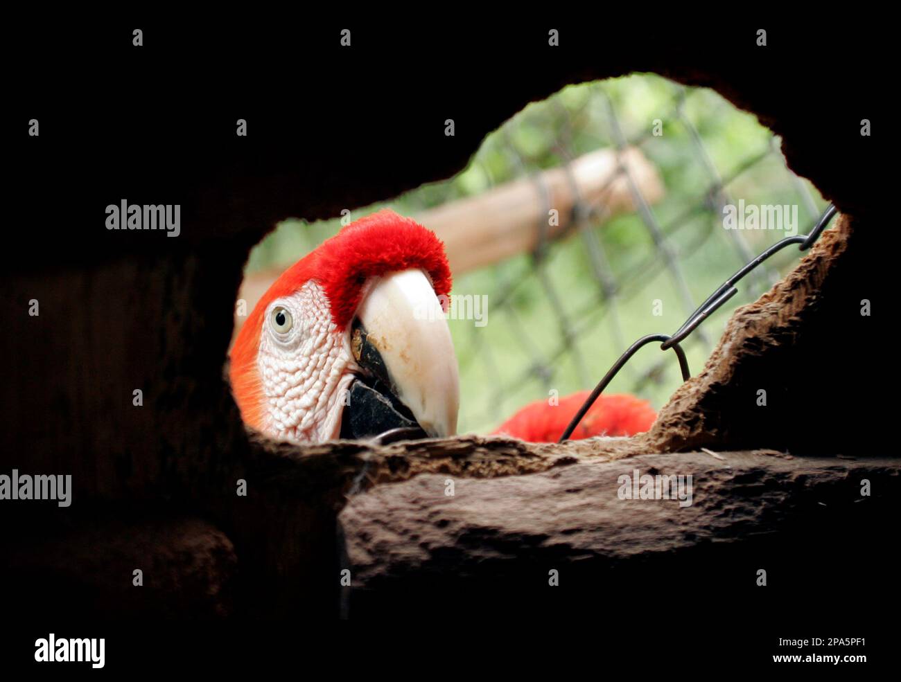 A scarlet macaw that is part of a breeding program looks at its nest in ...