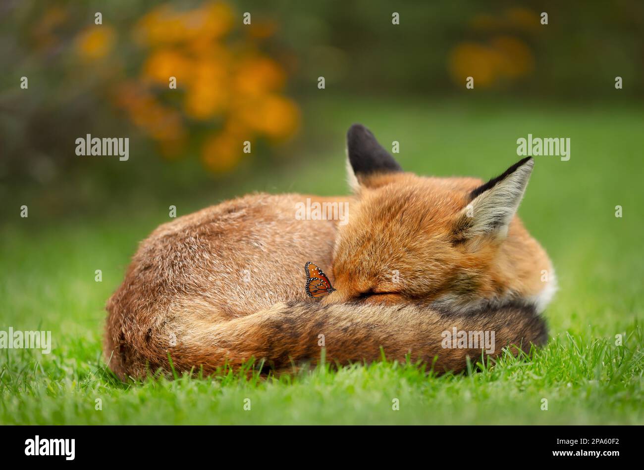 Red Fox Vulpes Vulpes Sleeping Close Up Of Head With A Red Fox