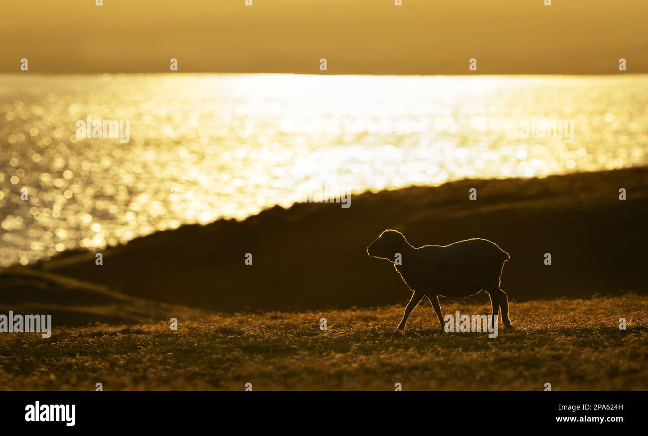 Sheep farming islands hi-res stock photography and images - Alamy