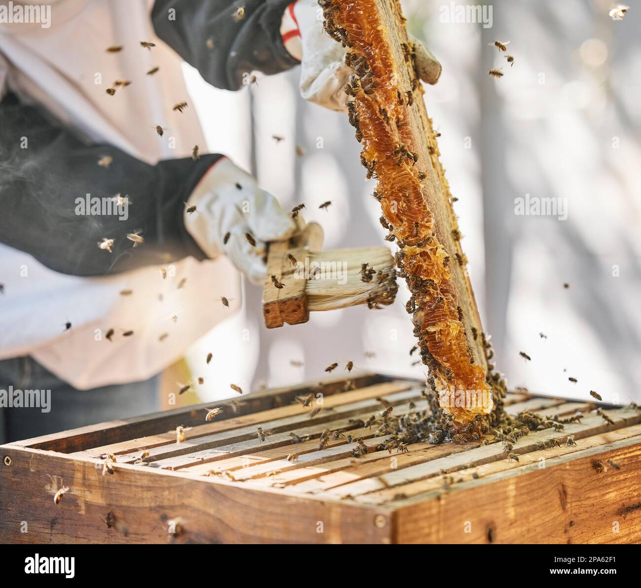 Farmer hands, beekeeper brush or honey box harvesting on sustainability ...