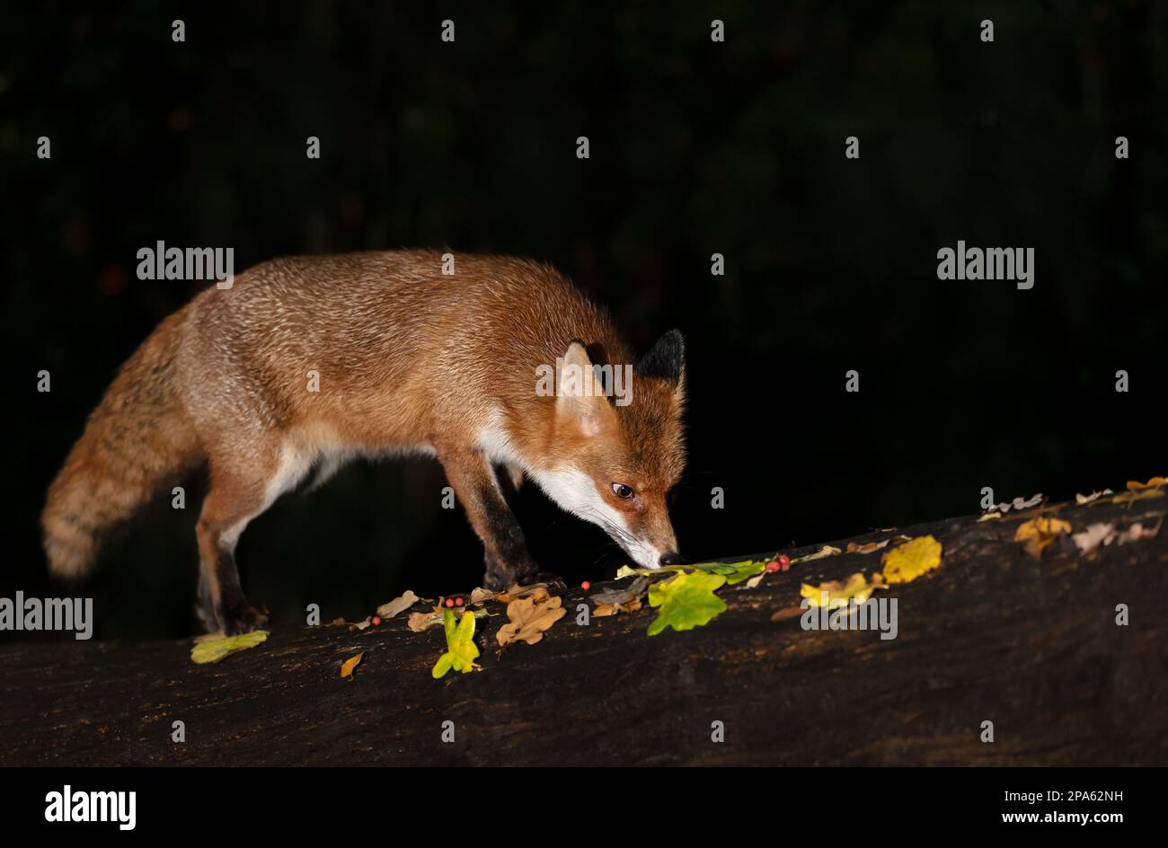 Red fox cub autumn hi-res stock photography and images - Alamy