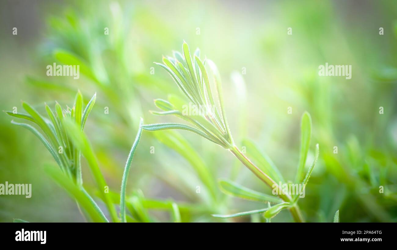 Herb Galium aparine cleavers on a summer meadow. Yellow flowers among ...