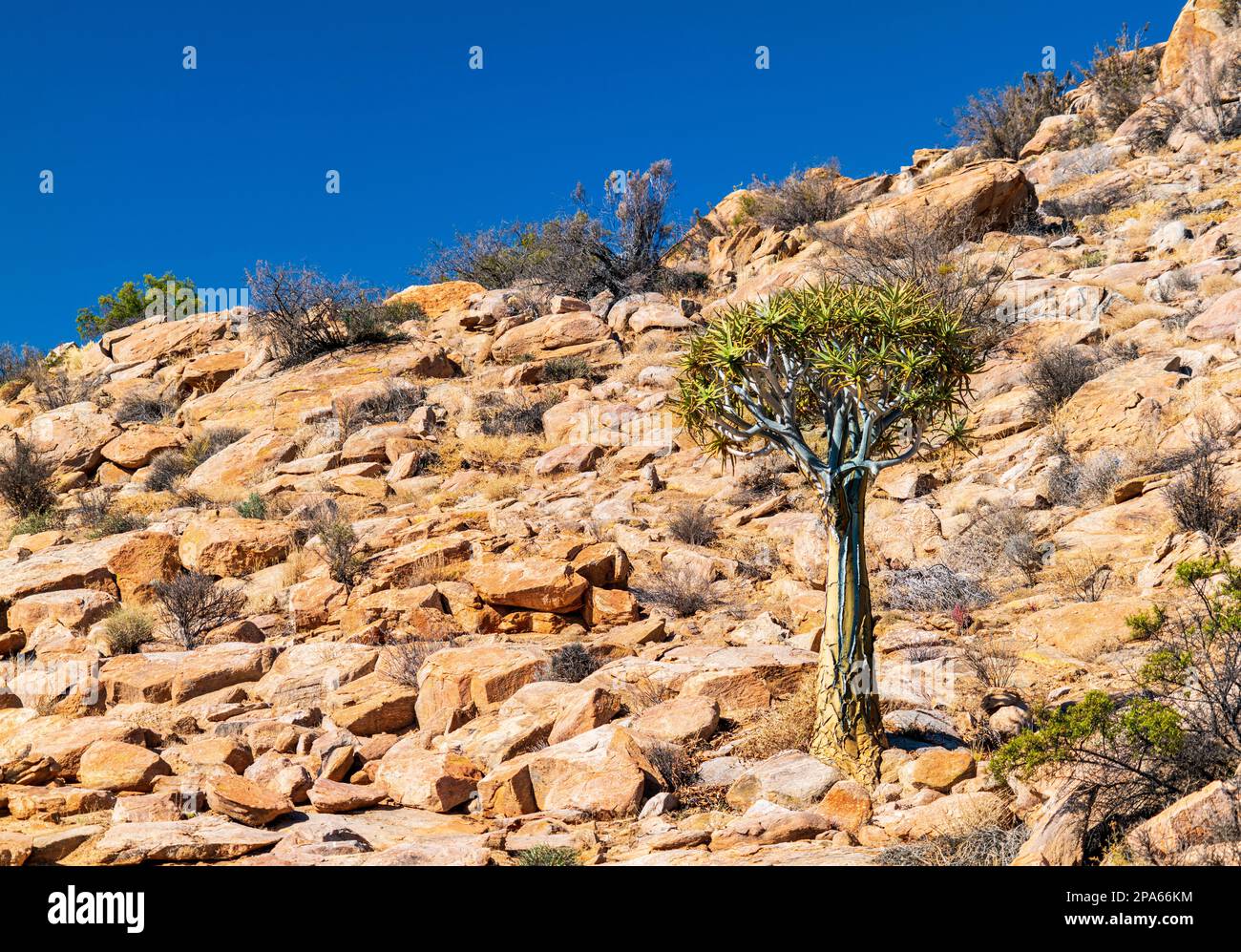 A single indigenous Quiver tree, also known as a Kokerboom or Aloe ...