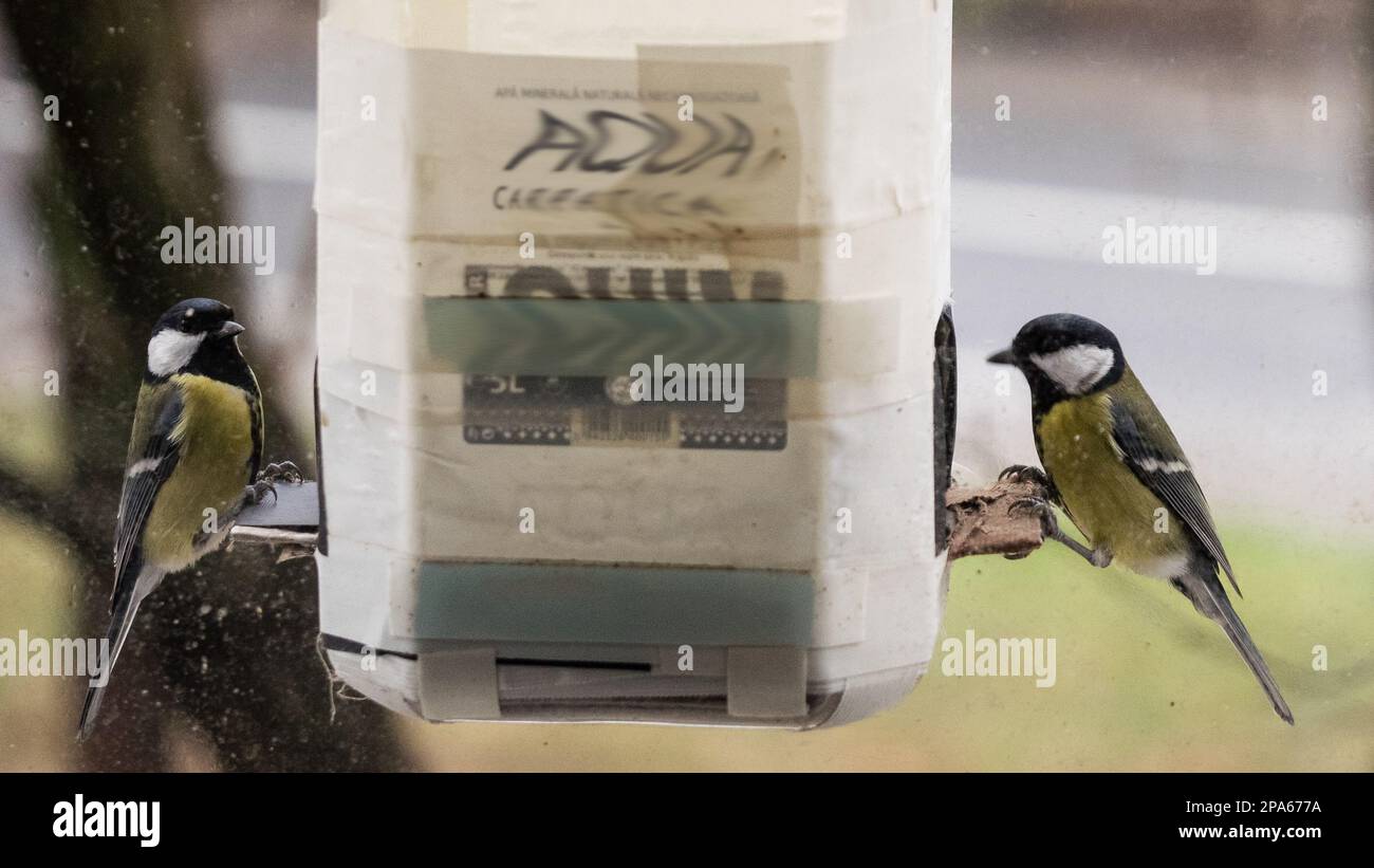 Photo of two Great Tit (Parus major) at a window feeder in an urban ...