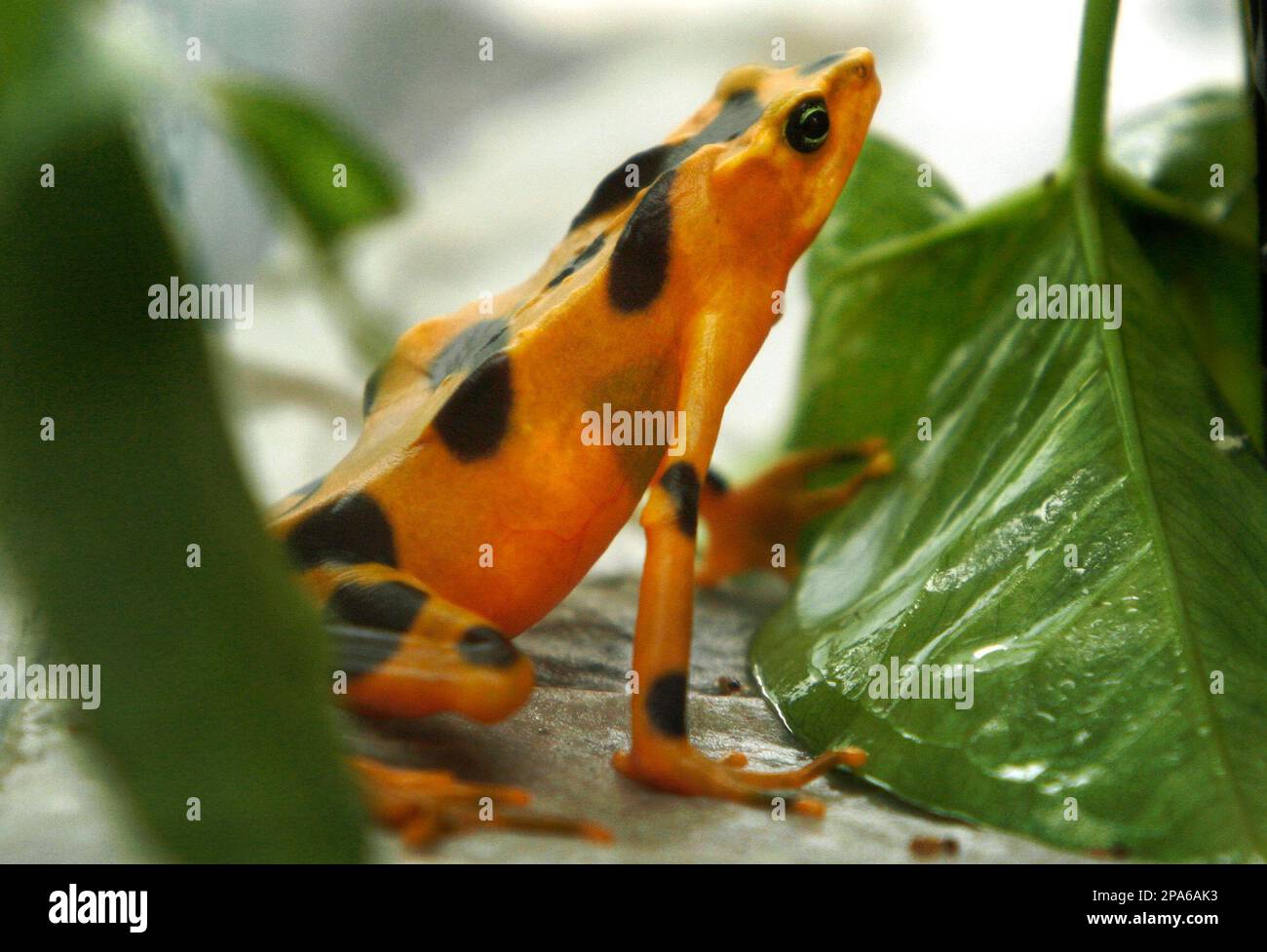 ** TO GO WITH STORY SLUGGED PANAMA RANA DORADA ** A Golden Frog or ...