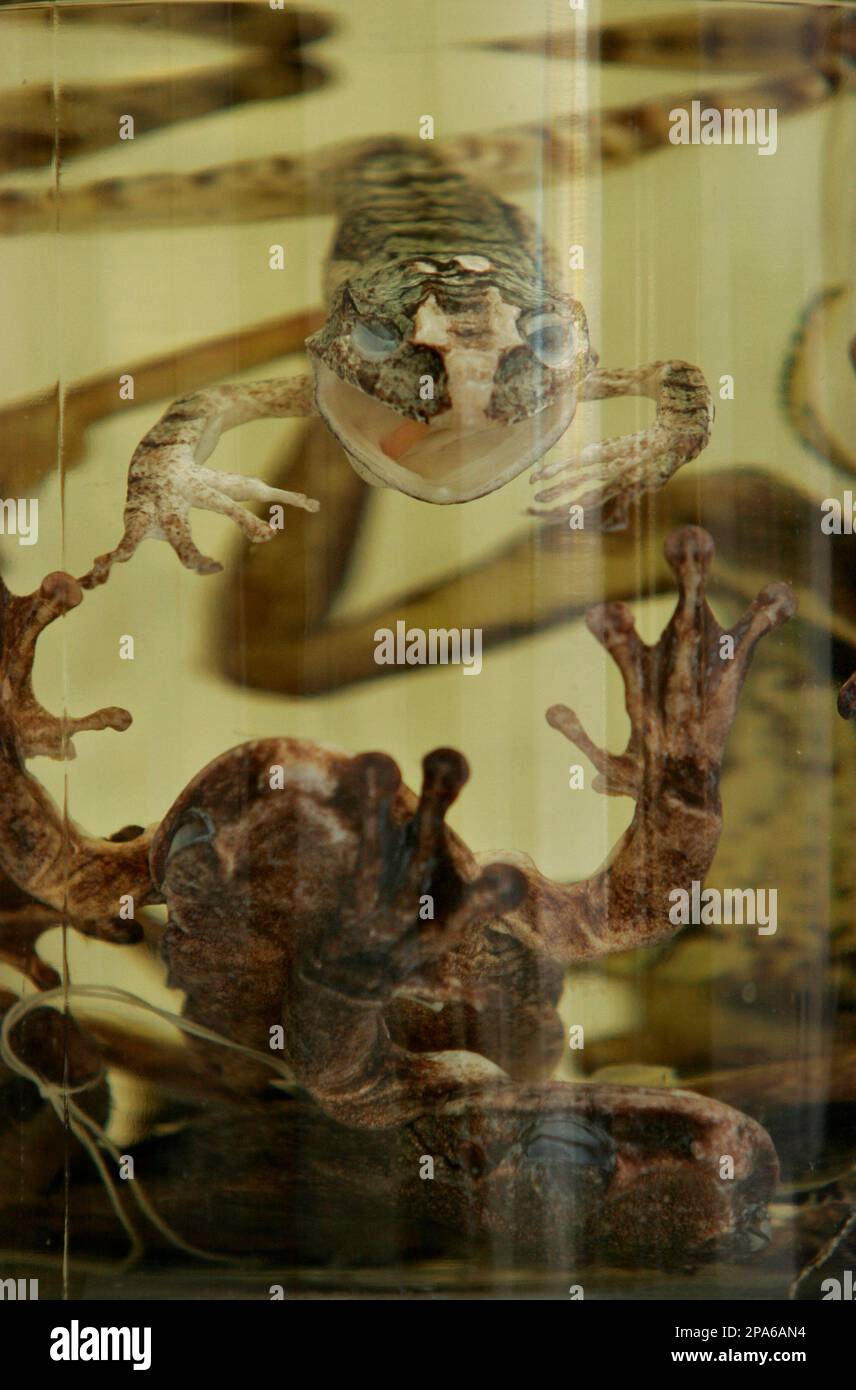Dead frogs are seen inside a glass container at the Amphibian ...