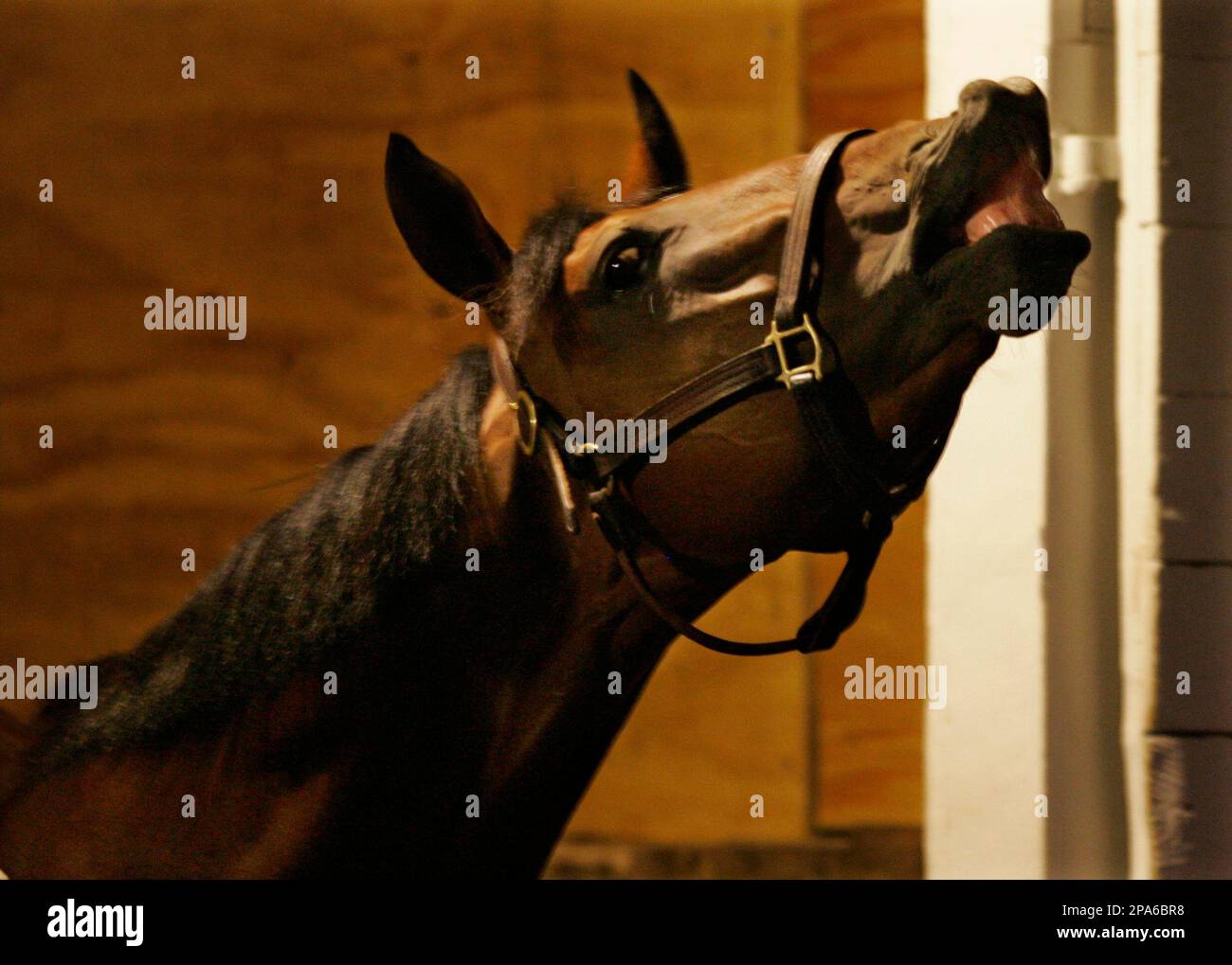 Kentucky Derby favorite Big Brown smells the air from his stall before ...