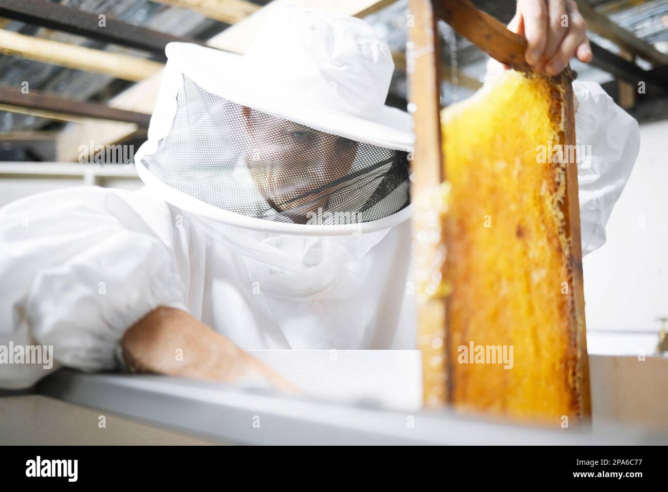 Honeycomb, honey production and woman, farmer with suit for safety ...