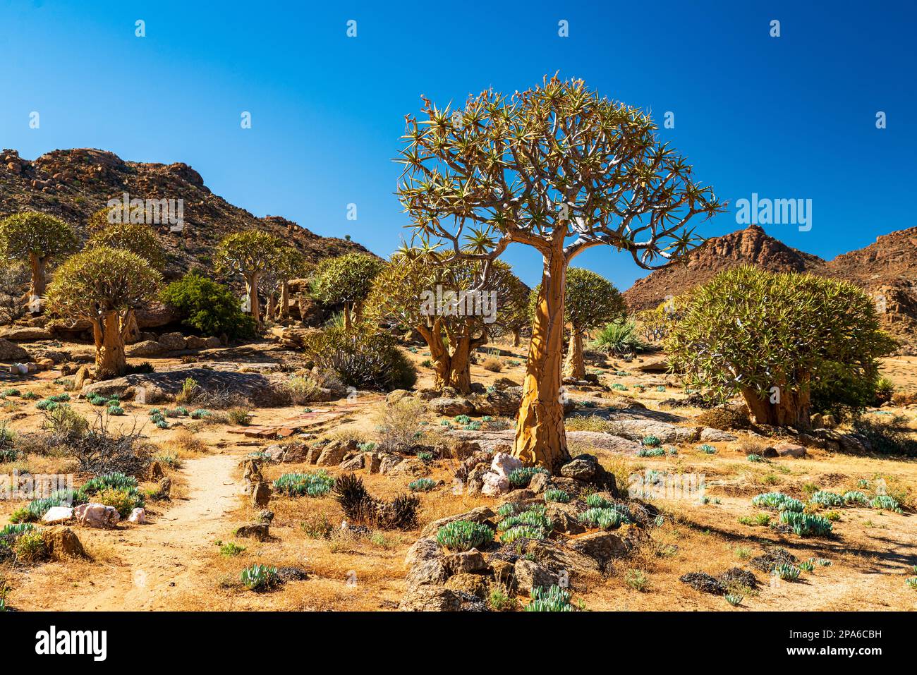 Namaqualand dry hi-res stock photography and images - Alamy
