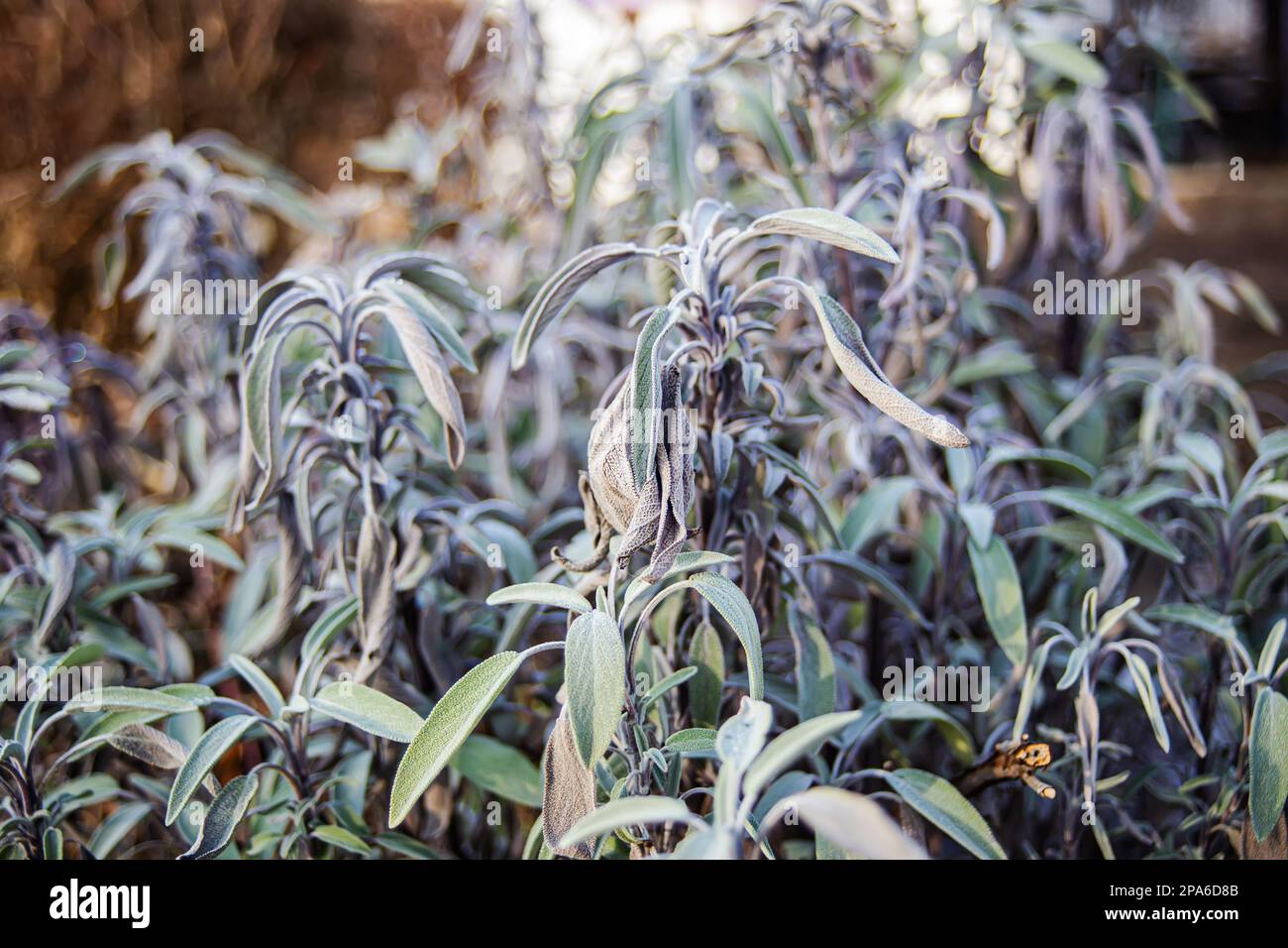 Salvia divinorum , sage of the diviners, ska mar a pastora, seer's sage ...
