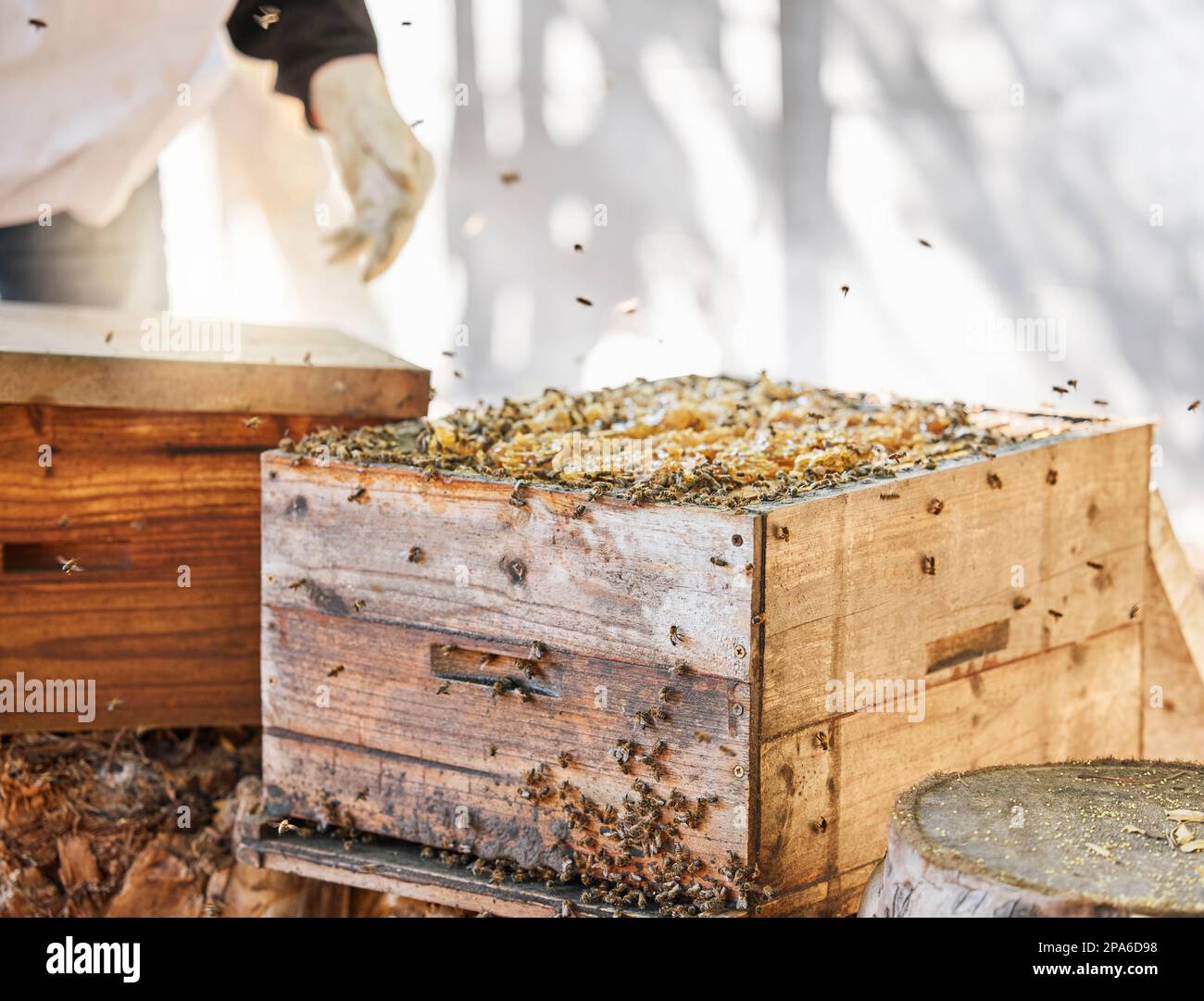 Bees, beekeeper and honeycomb, box for beekeeping and sustainability in ...