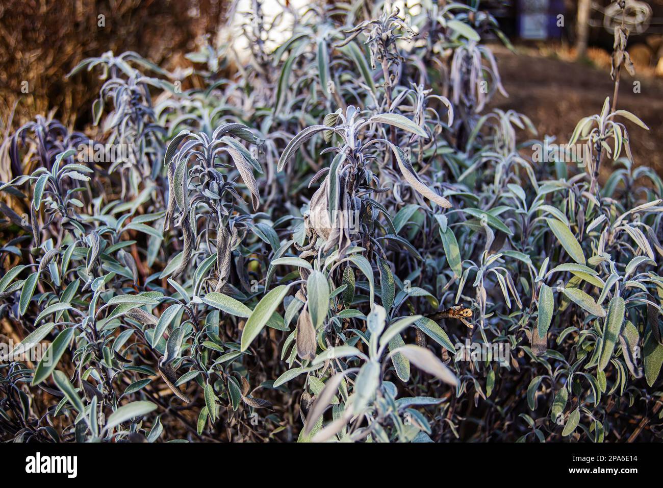 Salvia divinorum , sage of the diviners, ska mar a pastora, seer's sage ...