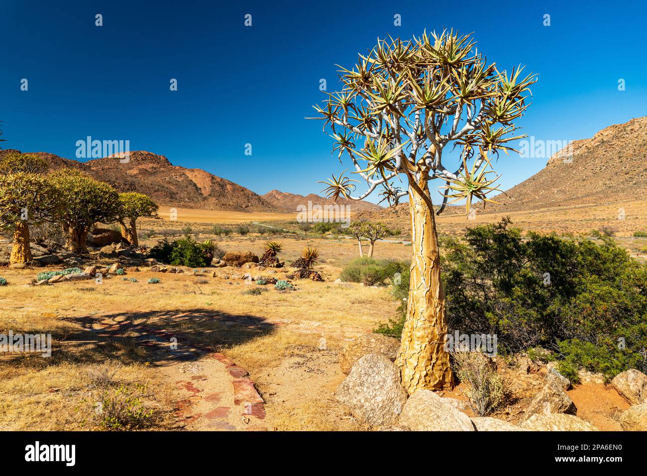 Beautiful indigenous Quiver Trees, Kokerboom, (Aloe dichotoma) in the ...