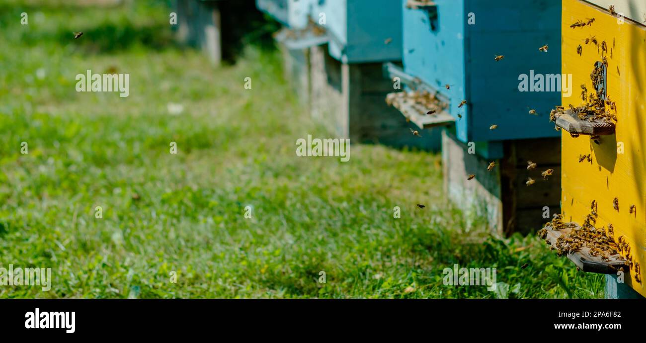 Background with beehives. Beehives with honey bees on green grass. bees come back from honey ...