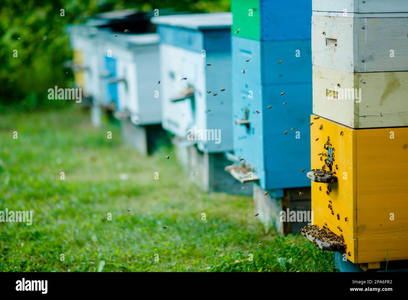 Six honey bee hives in the apiary during the summer honey harvest ...