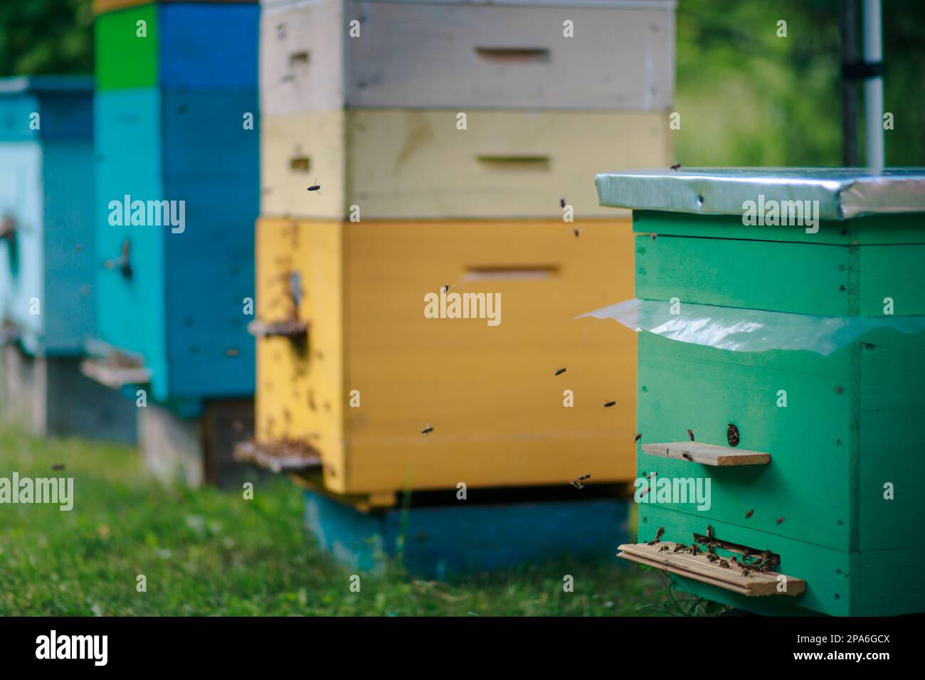 Different hives in the apiary. Single and multiple hives. Green single ...