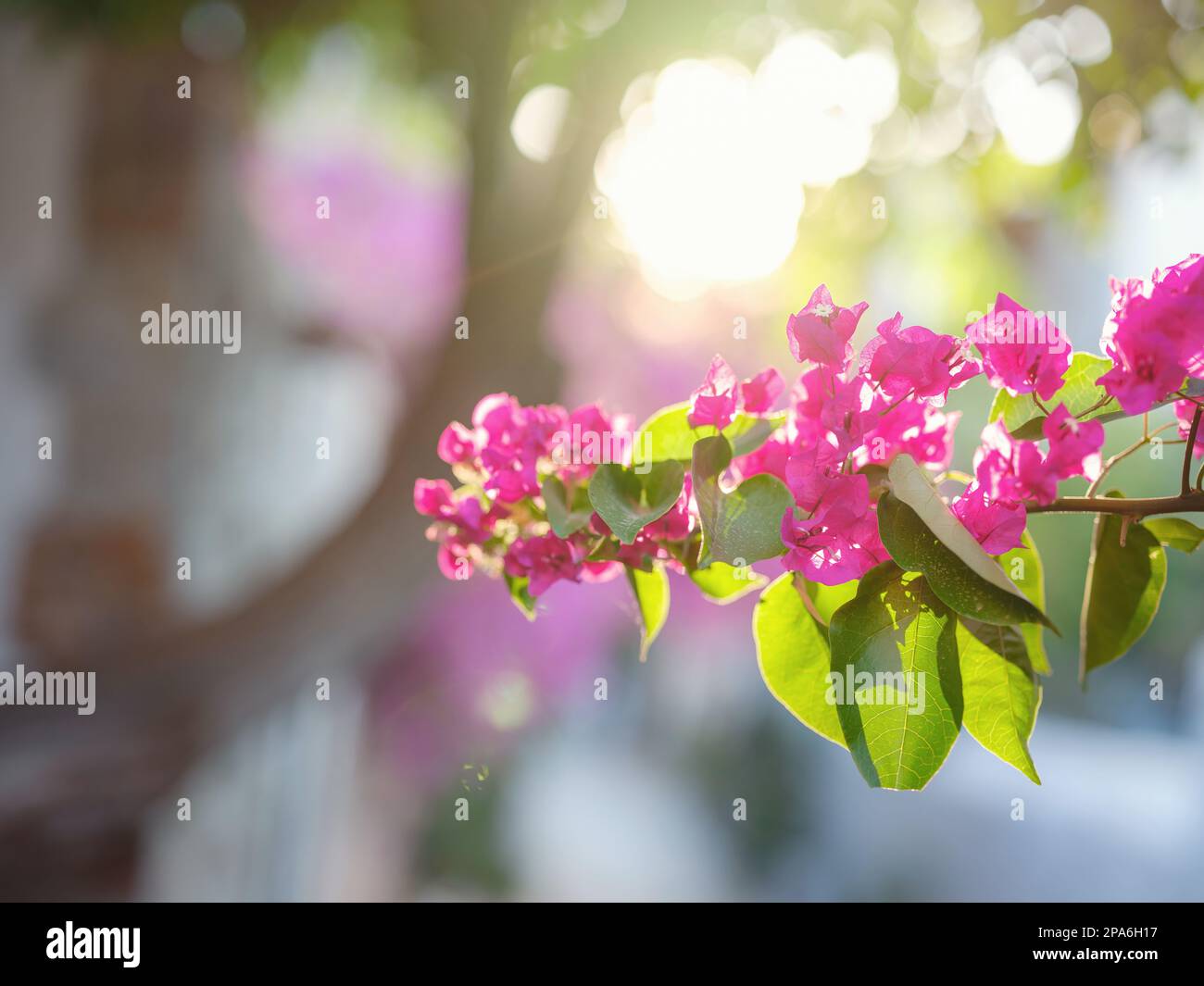 Blooming bougainvillea, streets of the old town of Bodrum, Turkey ...